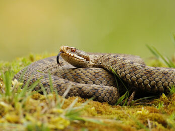 Identify UK snakes | The Wildlife Trust of South and West Wales
