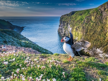 Sir David Attenborough visits WTSWW's Skomer Island! | The Wildlife ...
