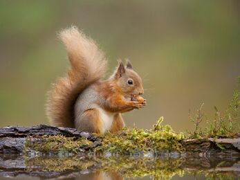 Red squirrels | The Wildlife Trust of South and West Wales