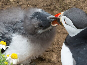 Protect Our Puffins - Our Wild Islands Appeal | The Wildlife Trust of ...