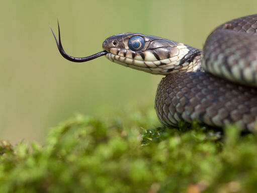 Identify UK snakes | The Wildlife Trust of South and West Wales