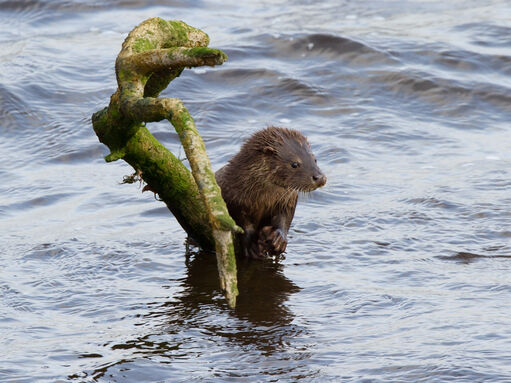 Welsh Wildlife Centre & Teifi Marshes | The Wildlife Trust of South and ...
