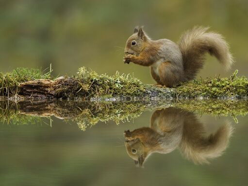 Red Squirrel Appeal | The Wildlife Trust of South and West Wales