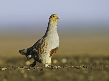 Twelve birds of Christmas | The Wildlife Trust of South and West Wales