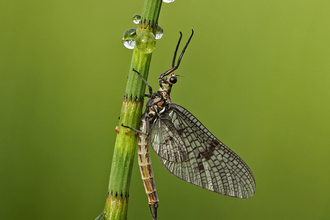 Other insects | The Wildlife Trust of South and West Wales