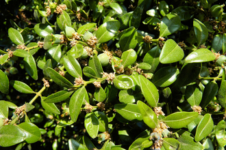 Trees and shrubs | The Wildlife Trust of South and West Wales