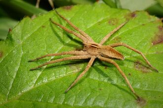 Spiders | The Wildlife Trust of South and West Wales