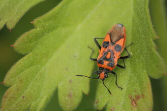 Bugs | The Wildlife Trust of South and West Wales