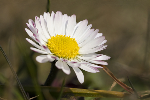 Common daisy | The Wildlife Trust of South and West Wales
