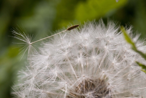 Common dandelion | The Wildlife Trust of South and West Wales