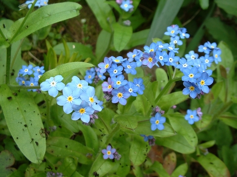 common forget me not