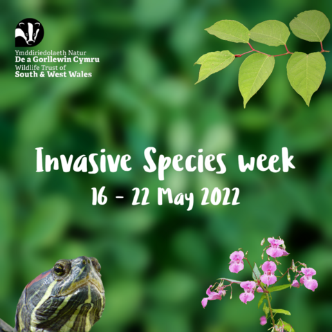 Invasive Species Week launches a new campaign and YouTube series | The ...