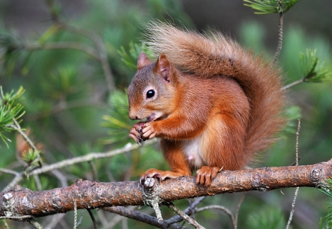Mid Wales Red Squirrel Project | The Wildlife Trust of South and West Wales Mid Wales Red Squirrel Project | The Wildlife Trust of South and West Wales