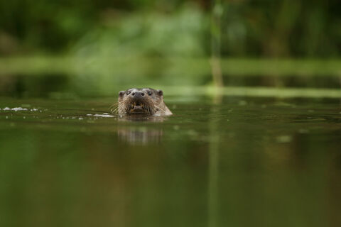 Celebrating World Otter Day with the Cardiff Stand for Nature Youth ...