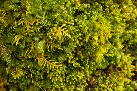 An enchanting rainforest-inspired garden | The Wildlife Trust of South ...