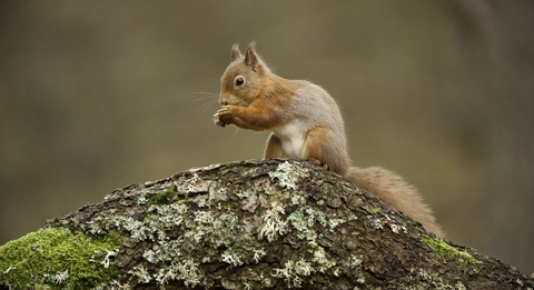 Get involved with Red squirrels! | The Wildlife Trust of South and West ...