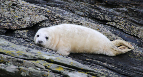 Penderi Cliffs | The Wildlife Trust of South and West Wales