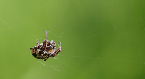Bugs | The Wildlife Trust of South and West Wales