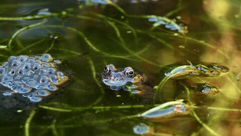 A Birdsong, Moths and Pond-dipping Walk | The Wildlife Trust of South ...