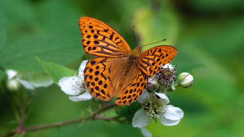 Pengelli Forest | The Wildlife Trust of South and West Wales