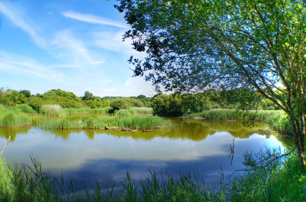Welsh Wildlife Centre & Teifi Marshes | The Wildlife Trust of South and ...