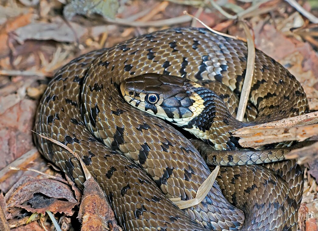 Identify UK snakes | The Wildlife Trust of South and West Wales