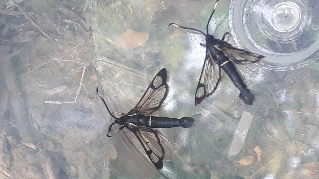 Moth discovery in Brecknock! | The Wildlife Trust of South and West Wales