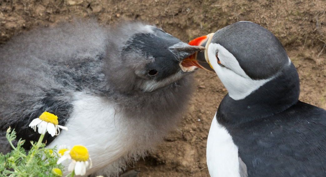 Protect Our Puffins - Our Wild Islands Appeal | The Wildlife Trust of ...