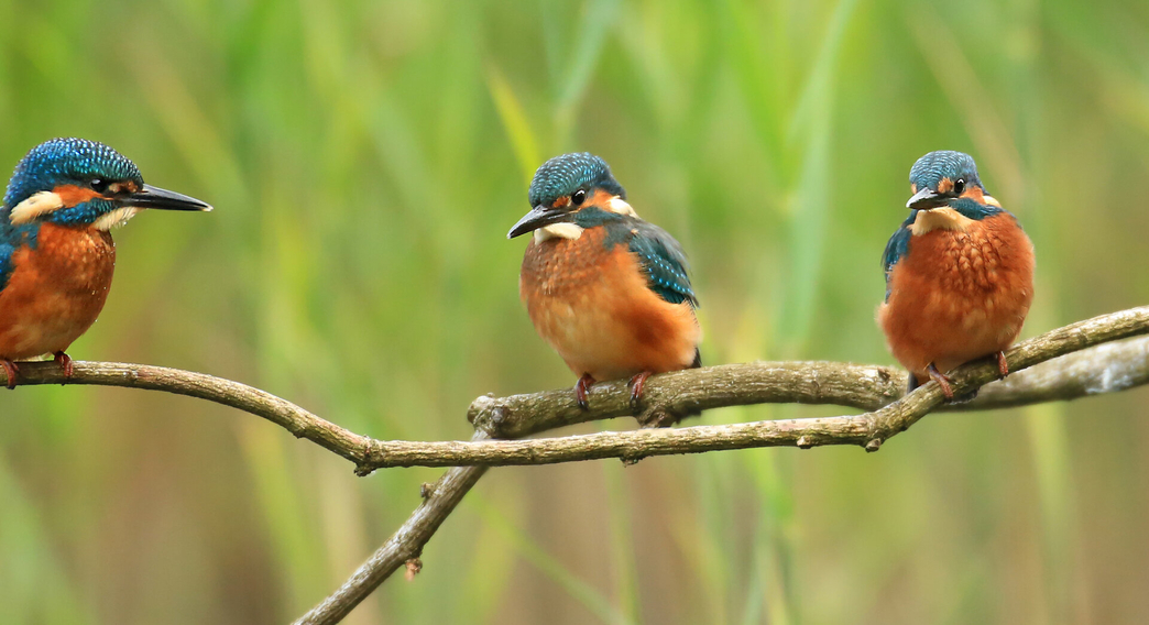 Welsh Wildlife Centre & Teifi Marshes | The Wildlife Trust of South and ...