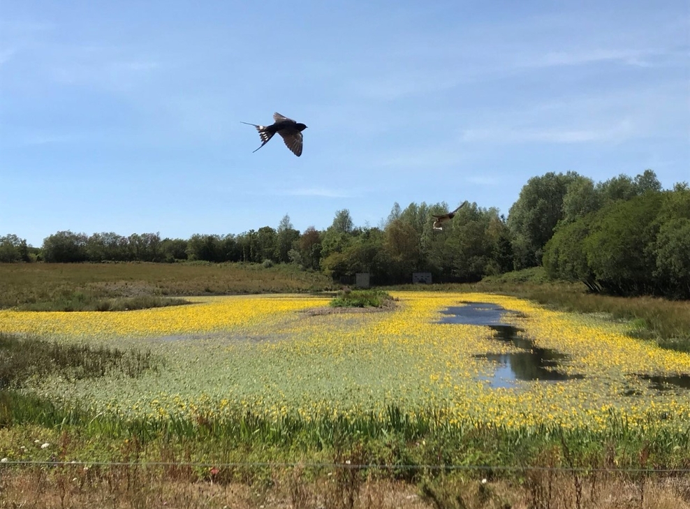 Parc Slip Nature Reserve and Visitor Centre | The Wildlife Trust of ...