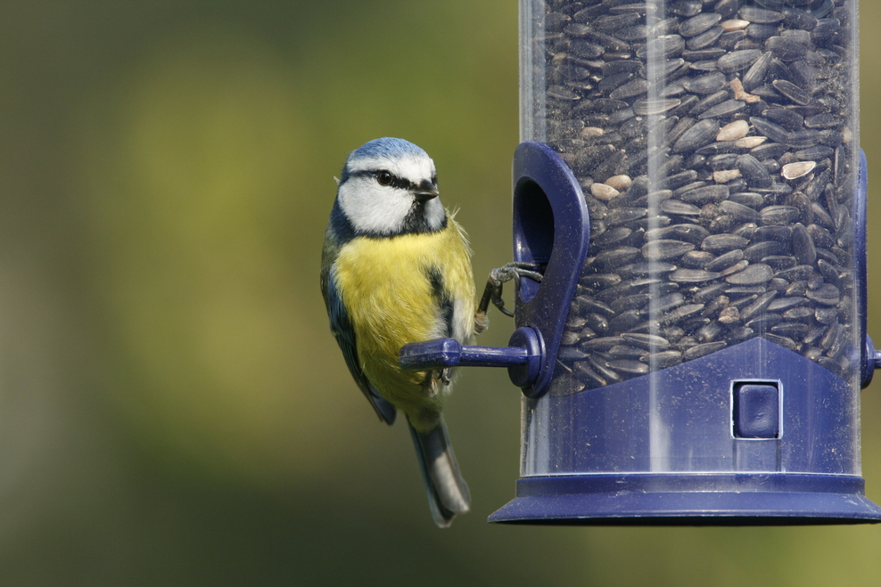 Vine House Farm Bird Food | The Wildlife Trust of South and West Wales