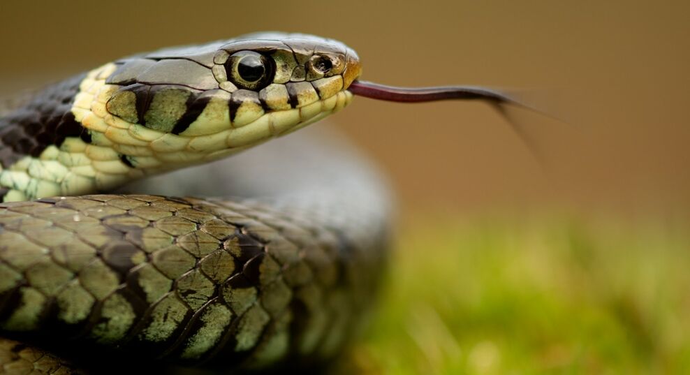 Identify UK snakes | The Wildlife Trust of South and West Wales