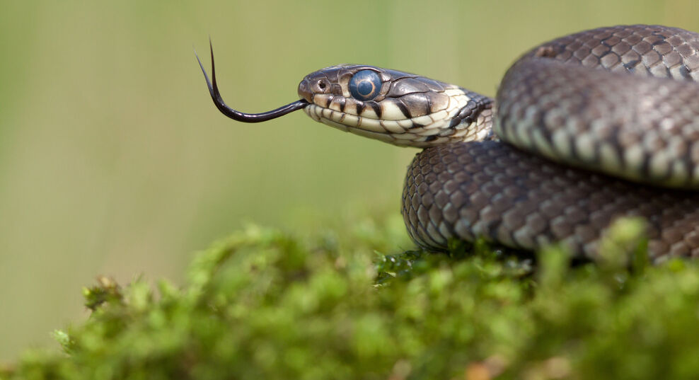 Identify UK snakes | The Wildlife Trust of South and West Wales