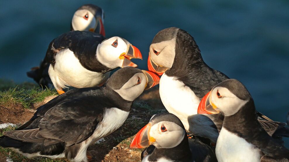 Protect Our Puffins - Our Wild Islands Appeal | The Wildlife Trust of ...