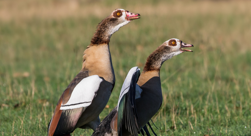 Twelve birds of Christmas | The Wildlife Trust of South and West Wales