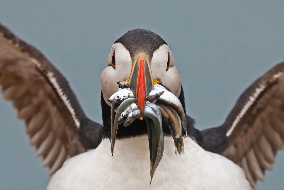 #WILDFundraiser Round Up – February 2023 | The Wildlife Trust of South ...