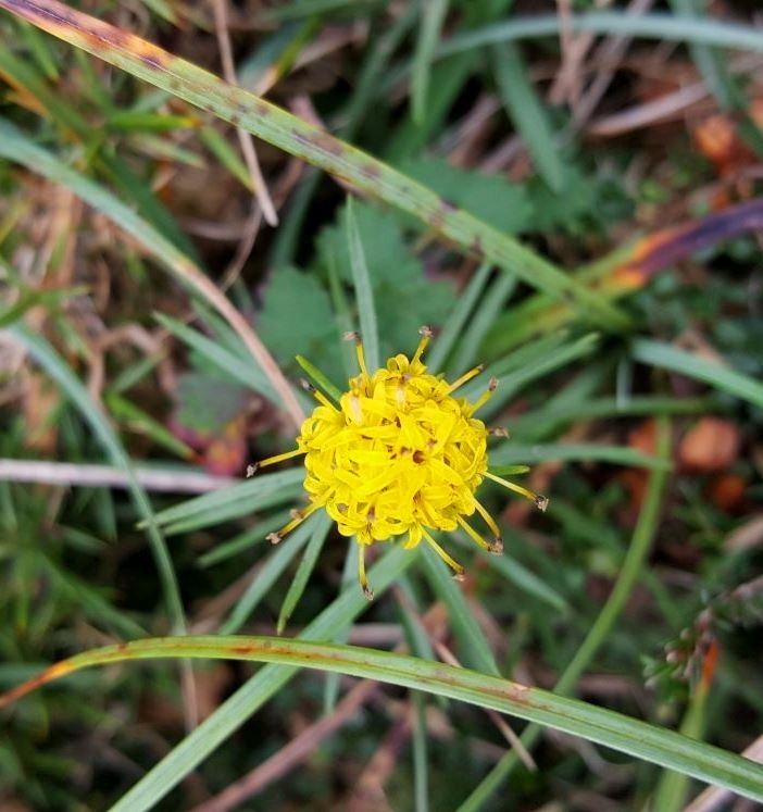 Conservation cattle work to bring species back from the brink across ...