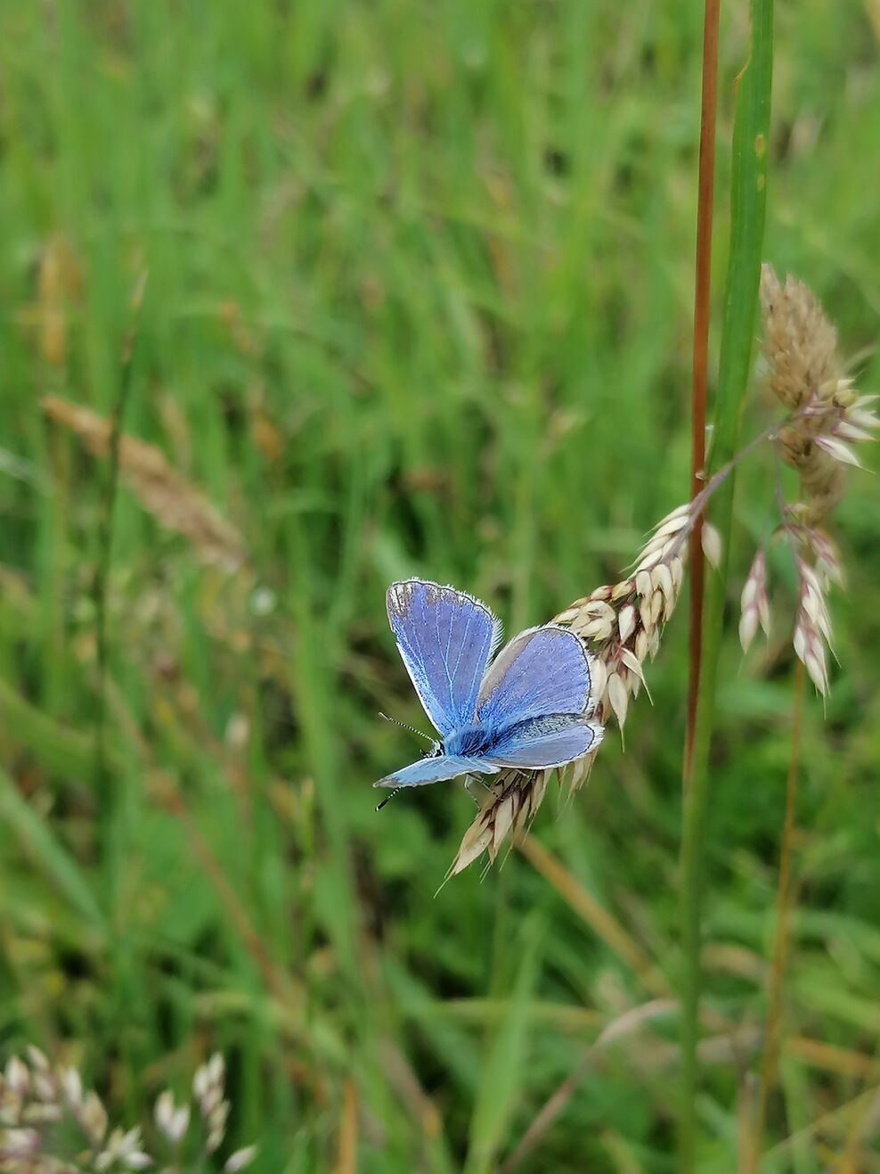 My Wild Cardiff Summer Update | The Wildlife Trust of South and West Wales