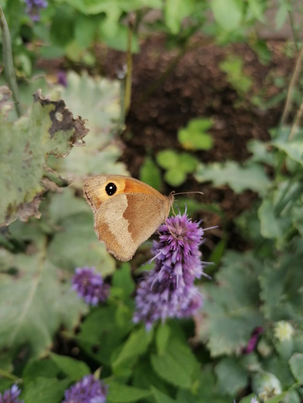 My Wild Cardiff Summer Update | The Wildlife Trust of South and West Wales