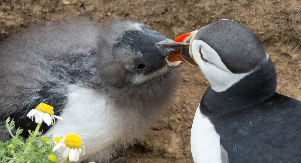 Protect Our Puffins - Our Wild Islands Appeal | The Wildlife Trust of ...