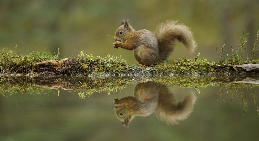 Red Squirrel Appeal | The Wildlife Trust of South and West Wales