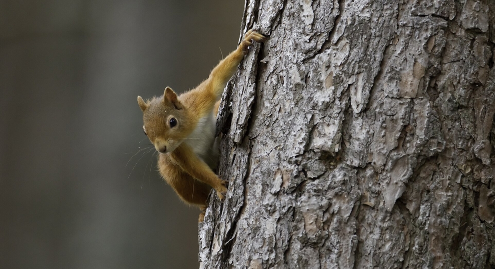 Red Squirrel Appeal | The Wildlife Trust of South and West Wales