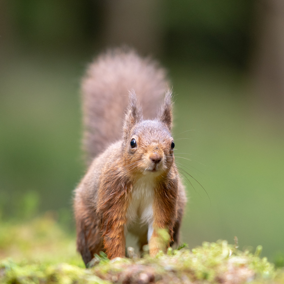 Red Squirrel Audio Trail | The Wildlife Trust of South and West Wales