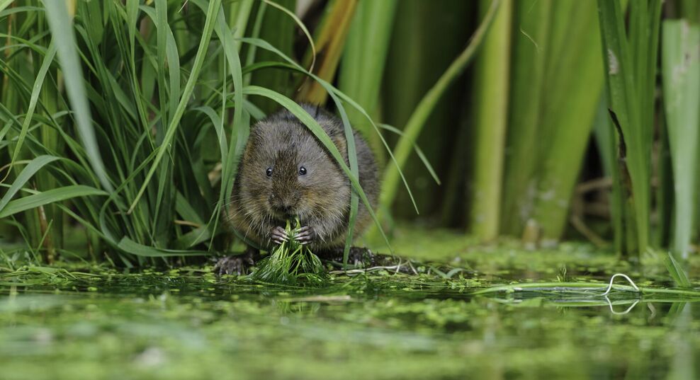 Work begins to re-open Goodwick Moor Nature Reserve | The Wildlife ...