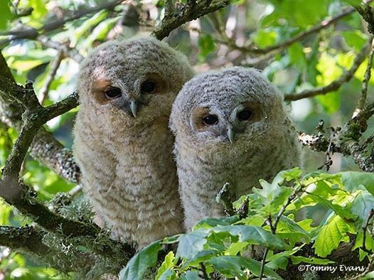 Welsh Wildlife Centre & Teifi Marshes | The Wildlife Trust of South and ...