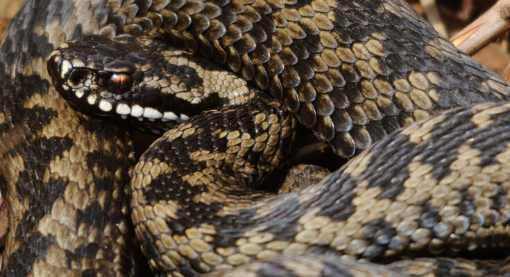 Identify UK snakes | The Wildlife Trust of South and West Wales