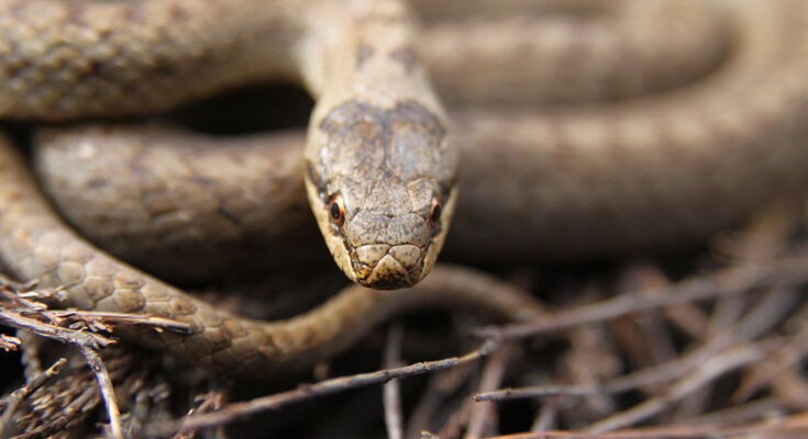 Identify UK snakes | The Wildlife Trust of South and West Wales