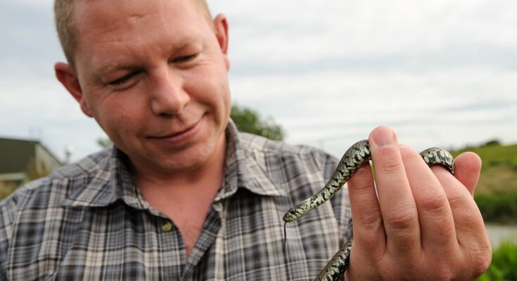 Identify UK snakes | The Wildlife Trust of South and West Wales