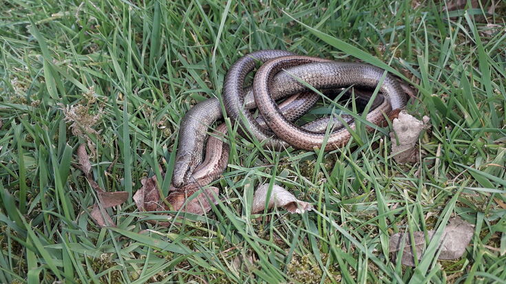 Identify UK snakes | The Wildlife Trust of South and West Wales