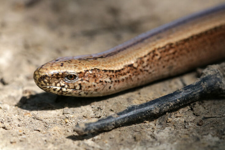 Identify UK snakes | The Wildlife Trust of South and West Wales